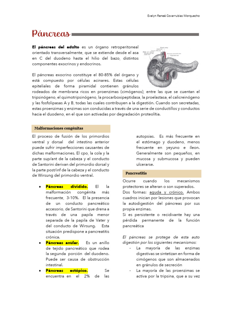 Páncreas | PDF | Páncreas | Cáncer