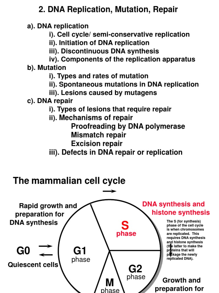 Dna Replication Lecture Notes 2011 Dna Replication Primer