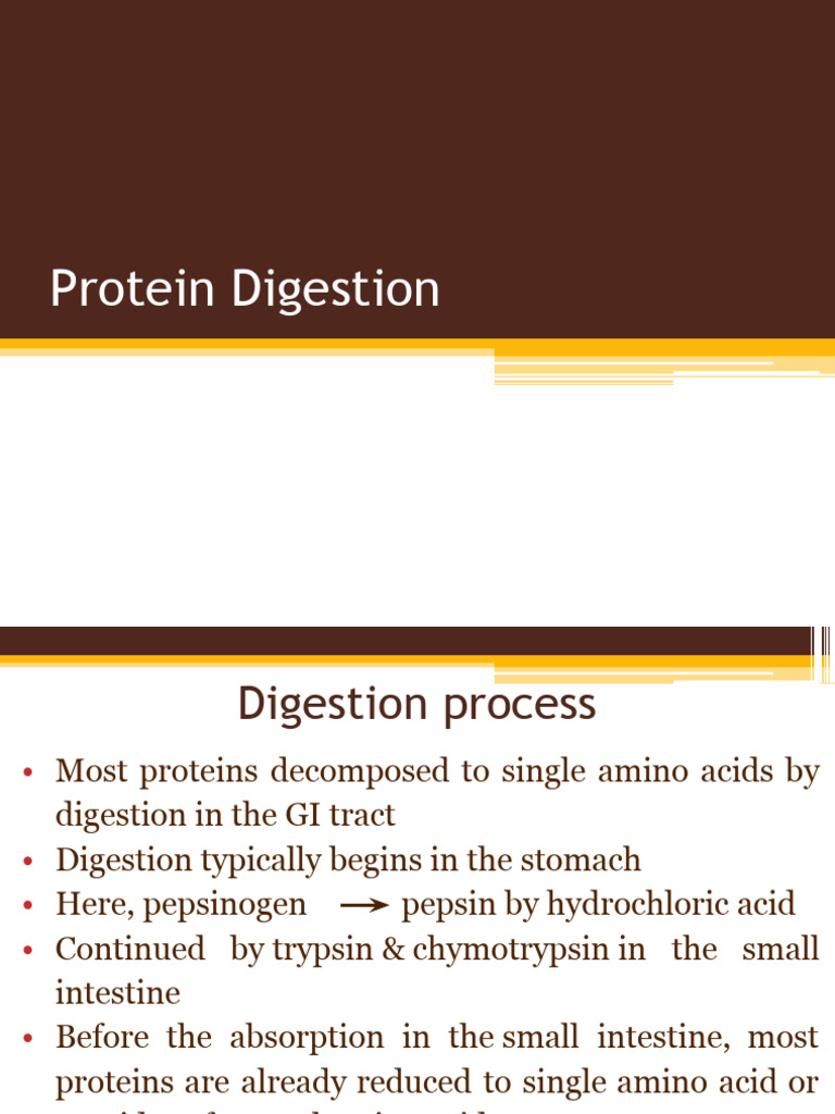 Protein Digestion | PDF | Digestion | Proteolysis