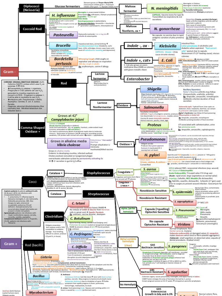 Microbiology Flowchart Dr. Nikita | PDF | Anthrax | Methicillin ...