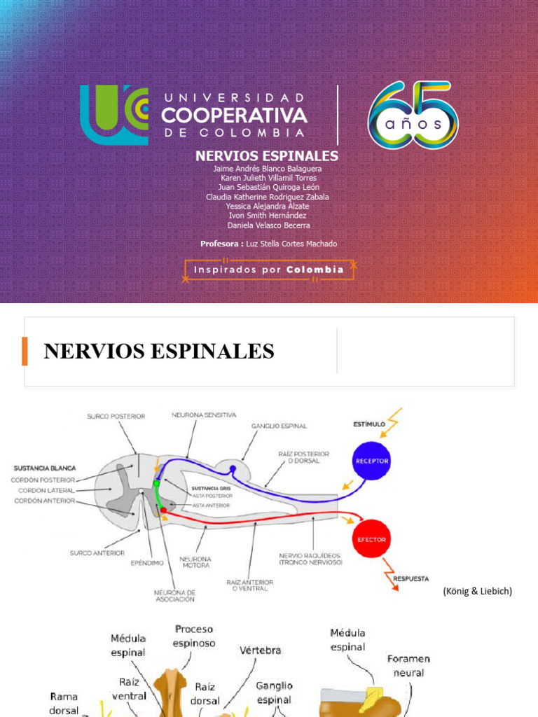Diapositivas de Anatomia - Nervios Espinales | PDF | Abdomen | Anatomía
