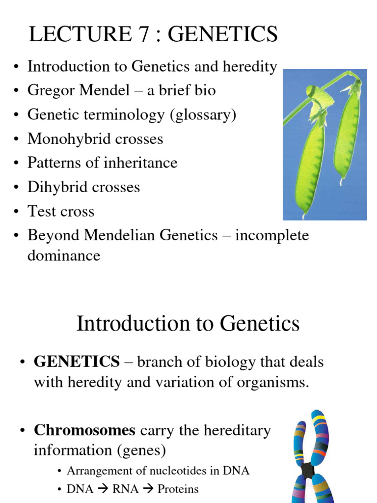 Mendelian Genetics | PDF | Dominance (Genetics) | Zygosity
