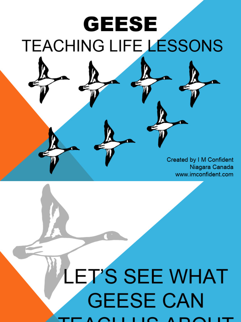 Geese Teamwork 1 | PDF | Goose | Psychological Concepts
