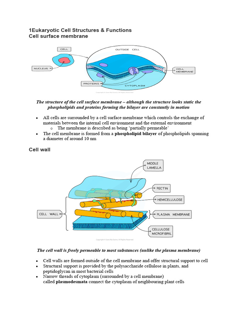 Eukaryotic Cell Structures Notes SV | PDF | Cell (Biology) | Microtubule