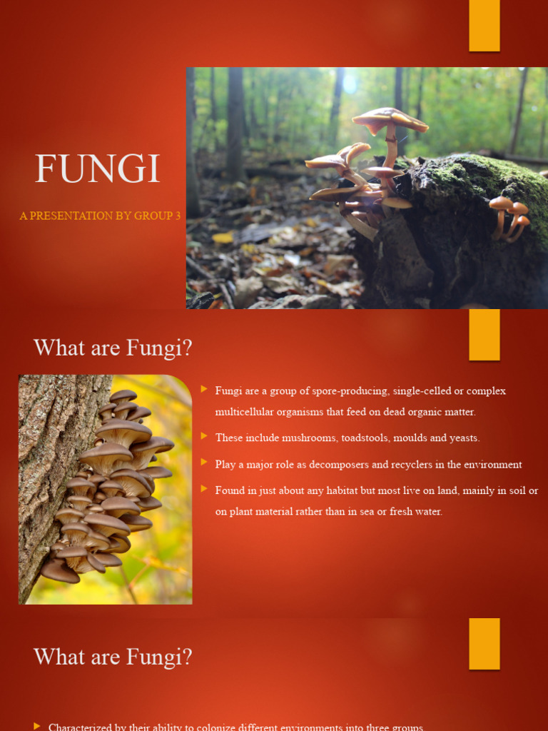 Group 3-Fungi Presentation | PDF | Fungus | Organisms