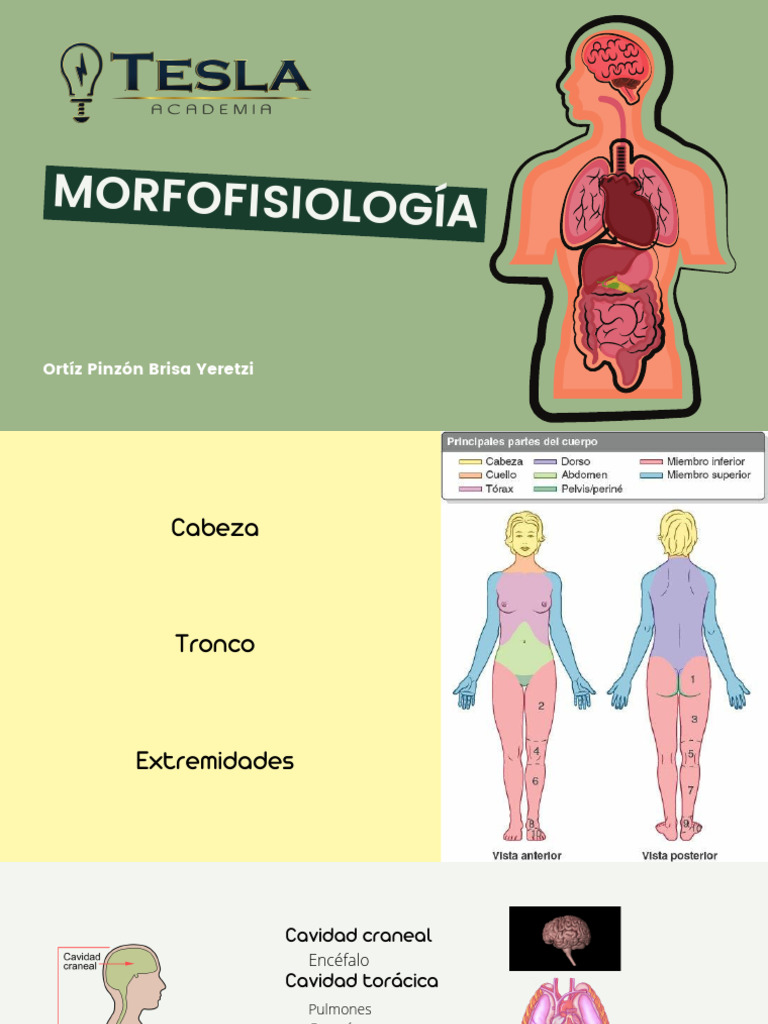MORFOFISIOLOGÍA | PDF | Sistema urinario | Términos anatómicos de ubicación