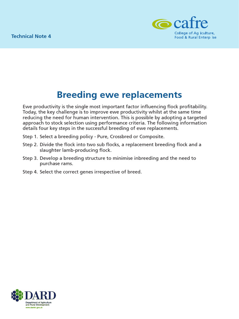 Breeding Ewe Replacements | PDF | Sheep | Selective Breeding