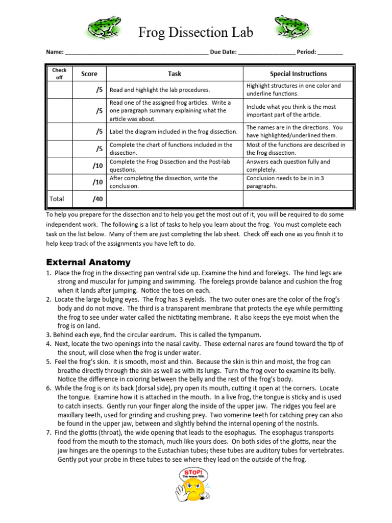 Frog Dissection Packet | PDF | Frog | Abdomen