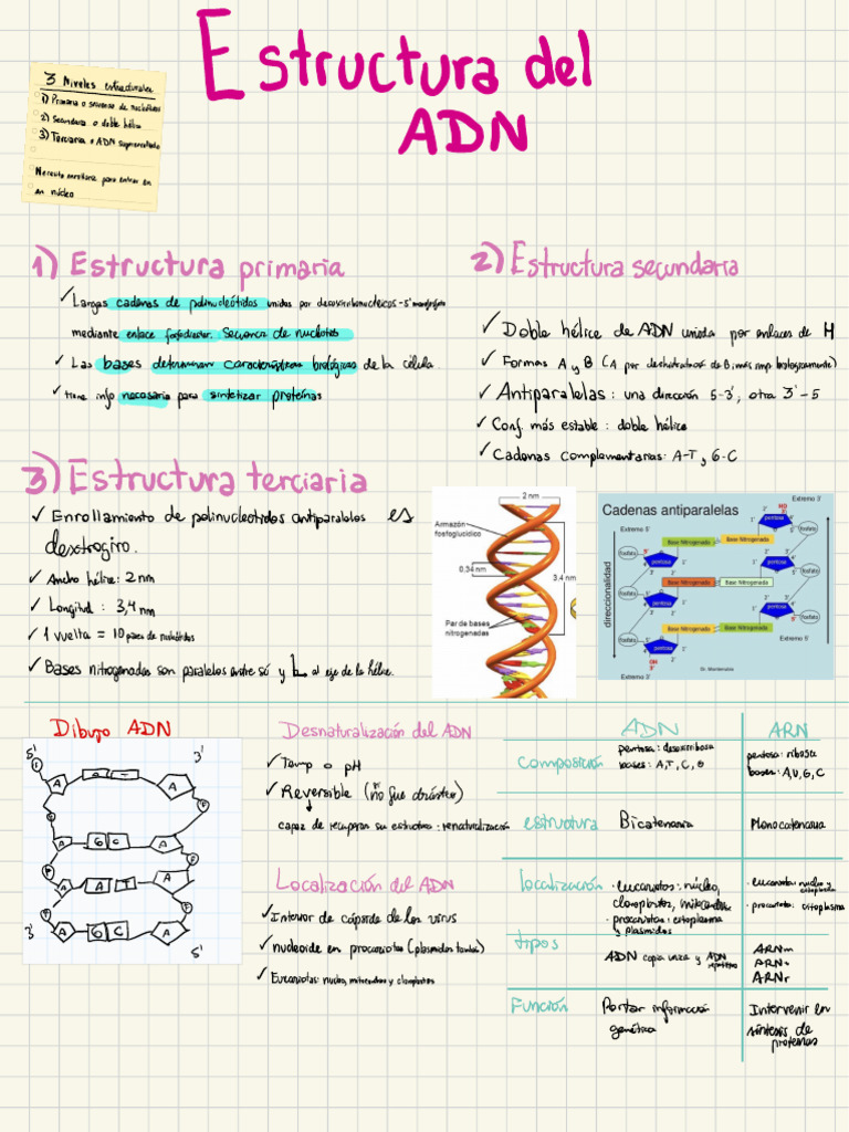 Estructura Del ADN | PDF
