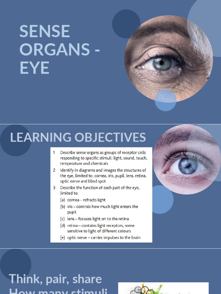 Chapter 14 Sense Organs - Eye - For Uploading | PDF | Eye | Retina