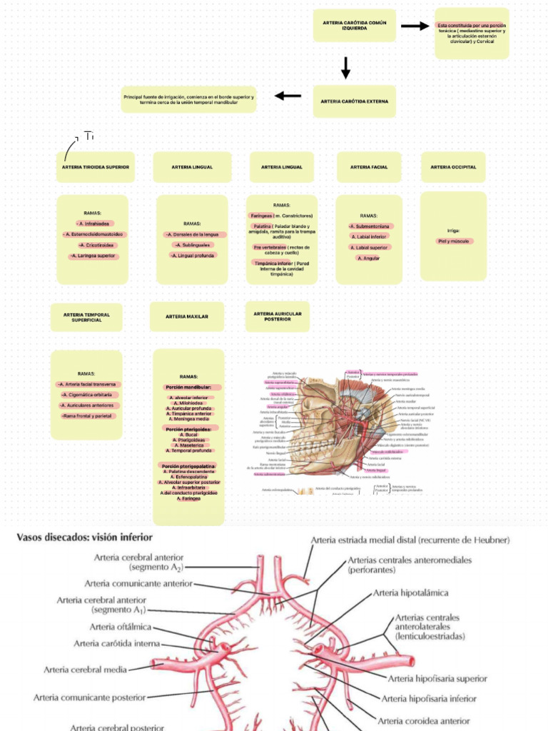 Irrigación Cabeza Y Cuello | PDF