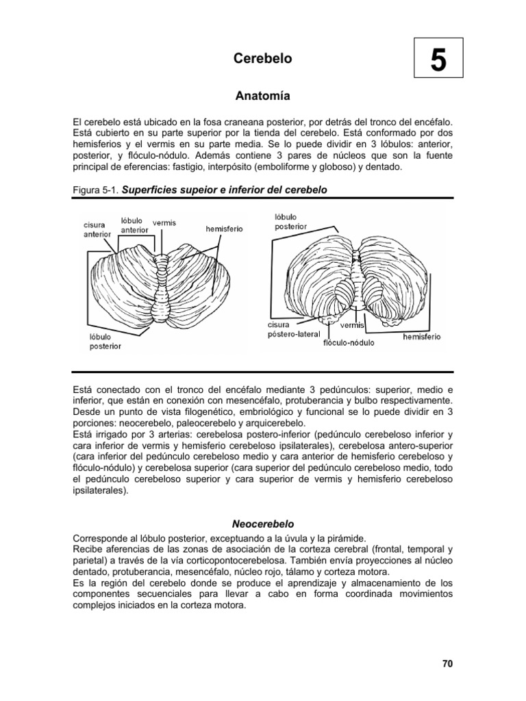 Cerebelo | PDF | Cerebelo | Sistema nervioso