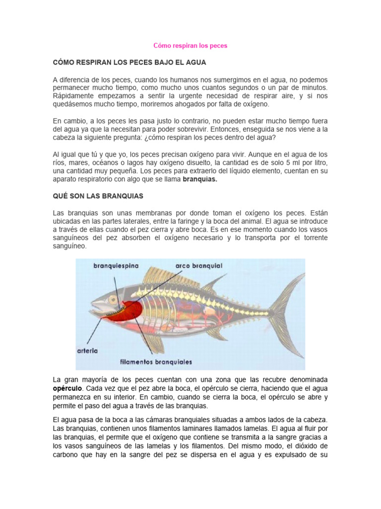 Cómo Respiran Los Peces | PDF | Pescado | Branquia