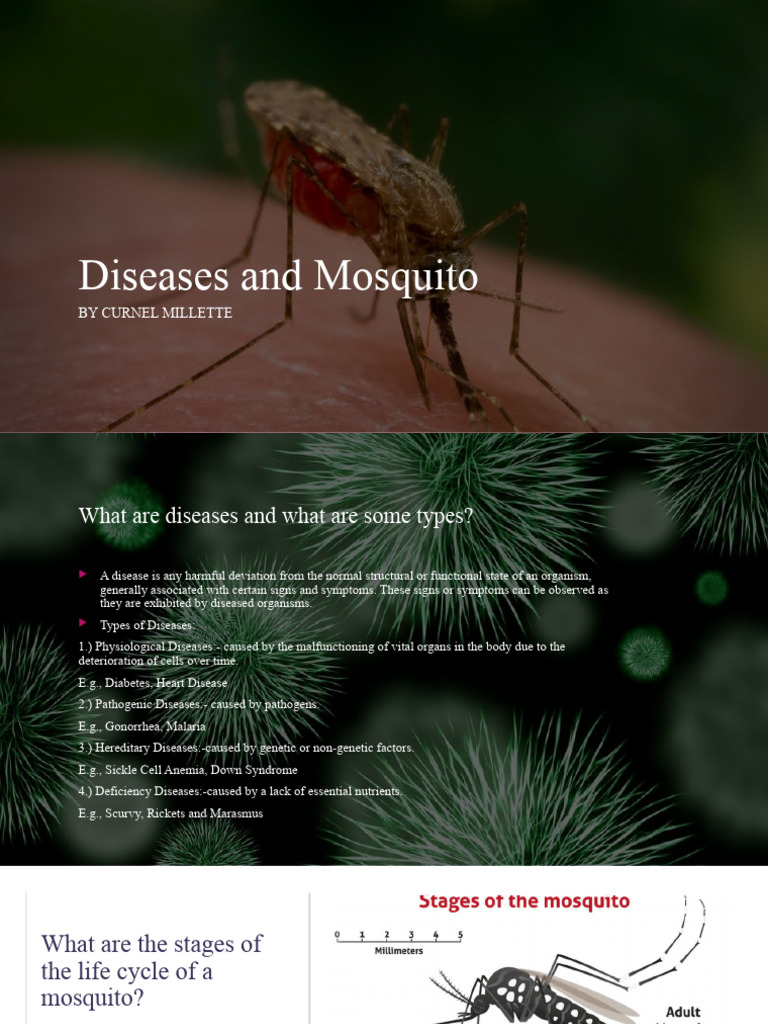 Mosquito Diseases and Life Cycle Explained | PDF | Mosquito | Yellow Fever