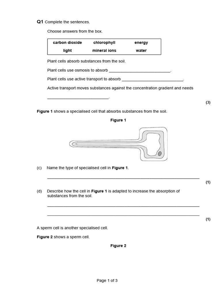 Year 9 Specalised Cells Homework | PDF | Cell (Biology) | Chemistry