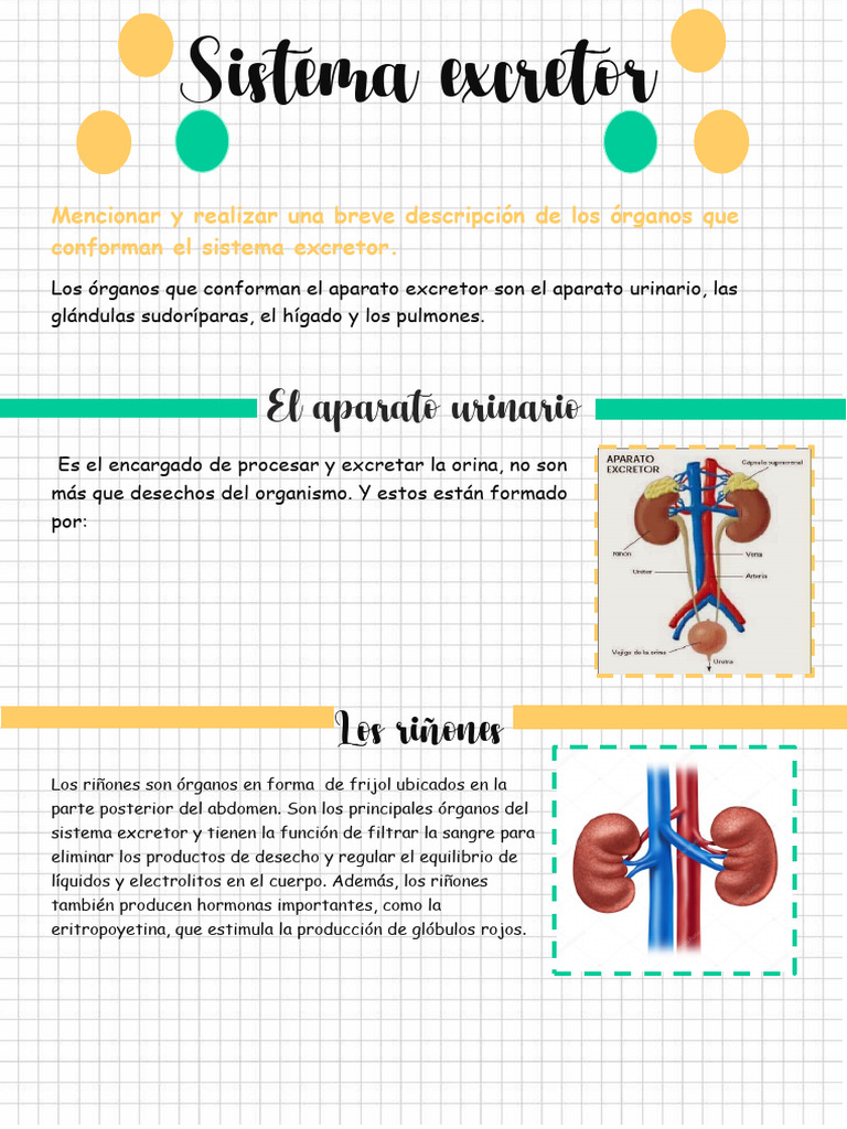 Organos Del Sistema Excretor | PDF | Sistema urinario | Excreción