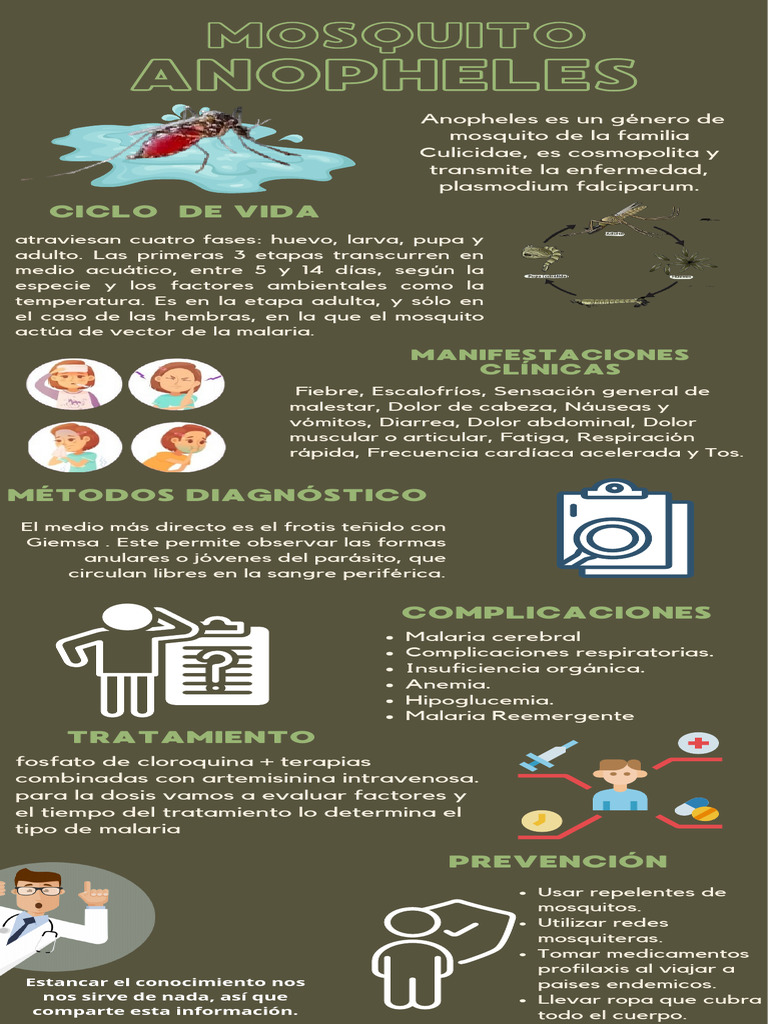 Mosquito Anopheles Brochure | PDF | Mosquito | Malaria