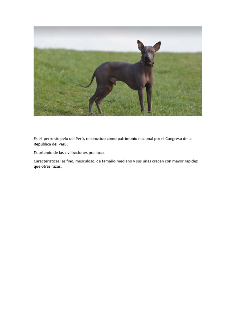 Perro Peruano Pdf
