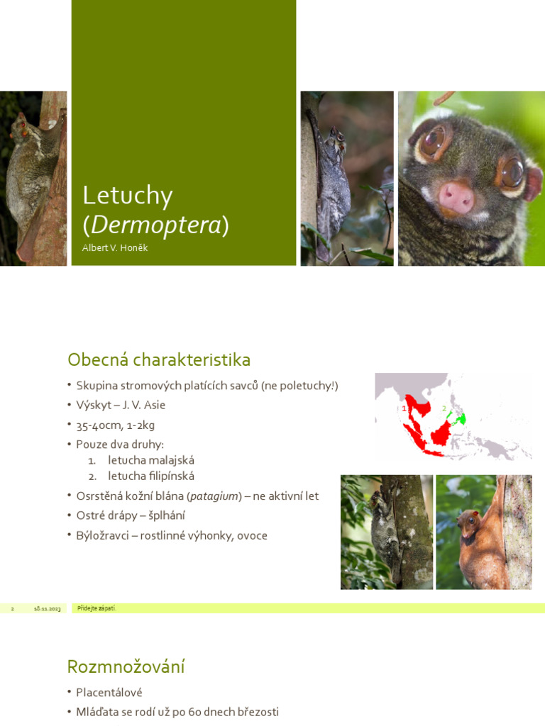 Letuchy Etologie | PDF