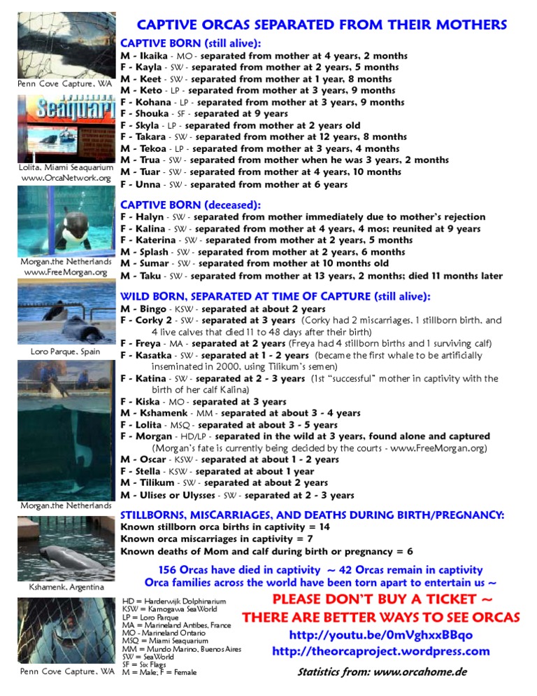 Captive Killer Whales (Orcas) Separated From Their Mothers | PDF ...