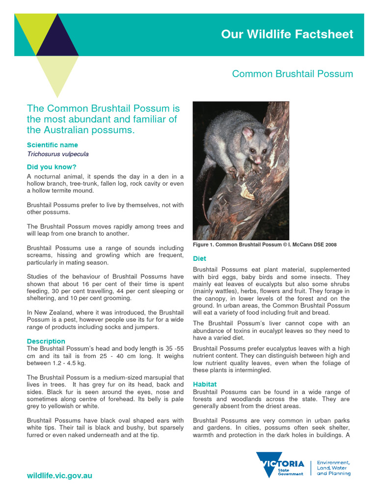 Common Brushtail Possum | Download Free PDF | Organisms