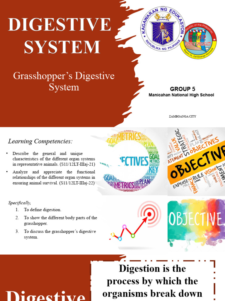 Digestive System | PDF | Digestion | Human Digestive System