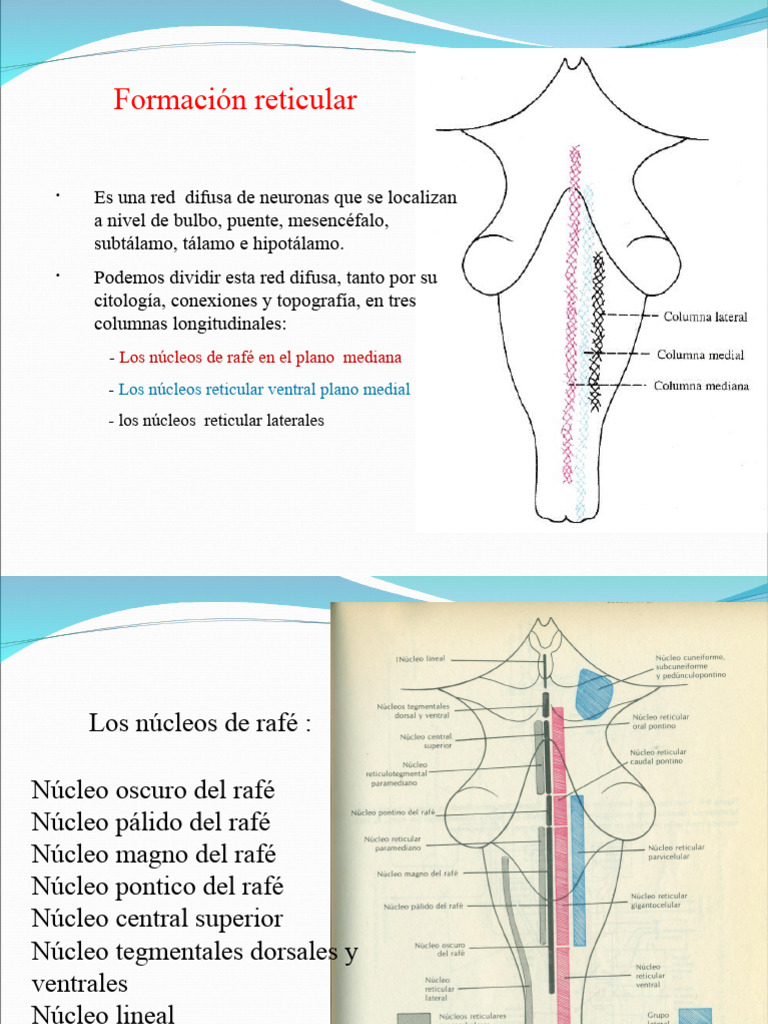 1 Formacion Reticular 2021 Pdf Sistema Límbico Cerebro