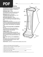 Long Bone Labeling | PDF | Wellness