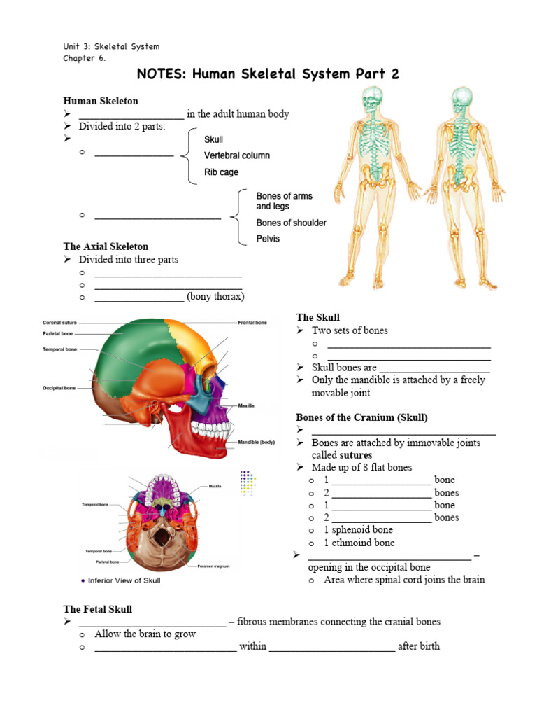 Human Skeletal System Overview | PDF | Skull | Vertebral Column