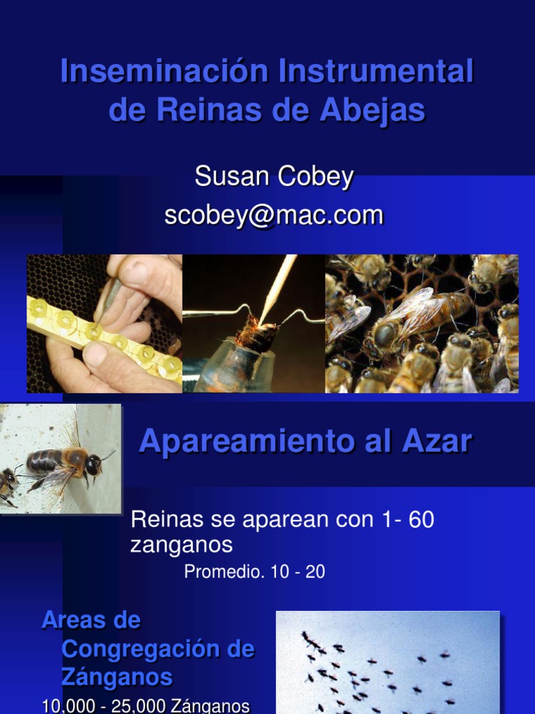 Susan Cobey Inseminación de Abejas Reinas | PDF