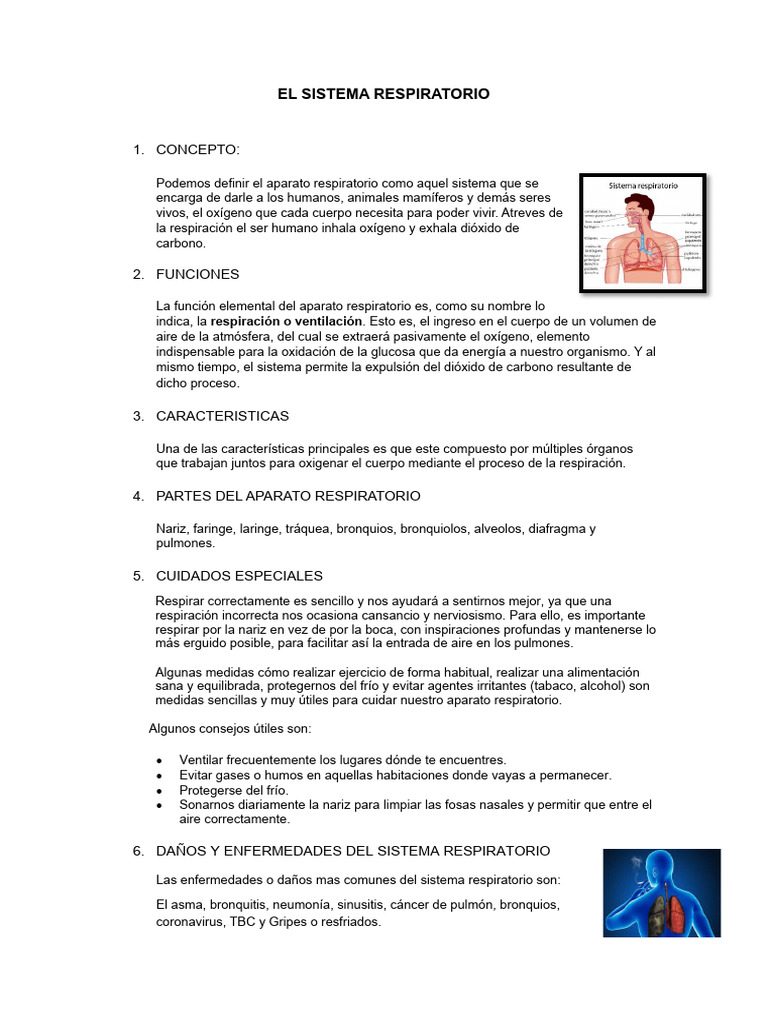 Hoja Informativa Del Sistema Respiratorio | PDF