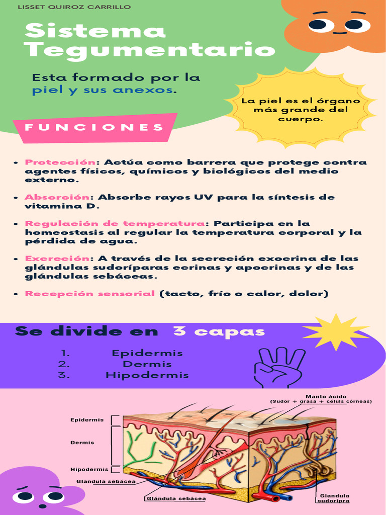 Sistema Tegumentario | Descargar gratis PDF | Piel | Epidermis