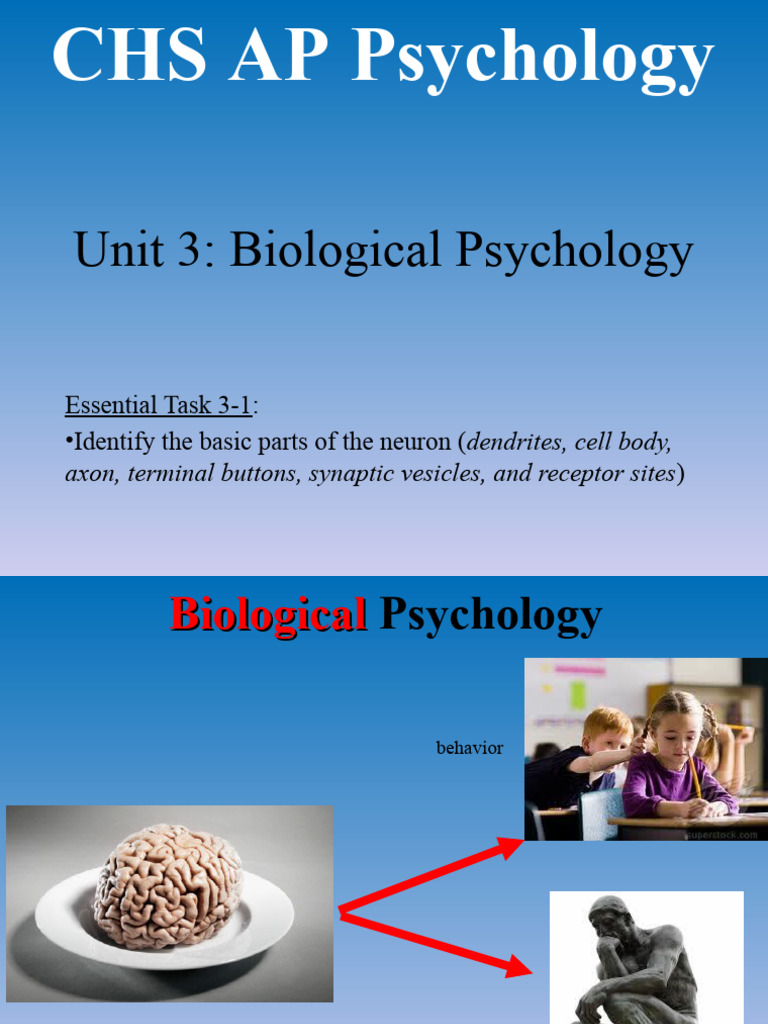 3 1 Neuron Powerpoint Pdf Neuron Synapse