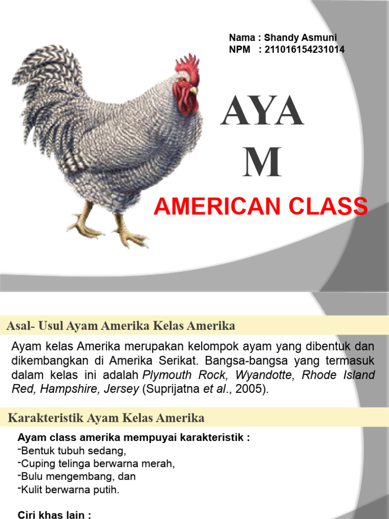 Karakteristik Ayam Kelas Amerika | PDF