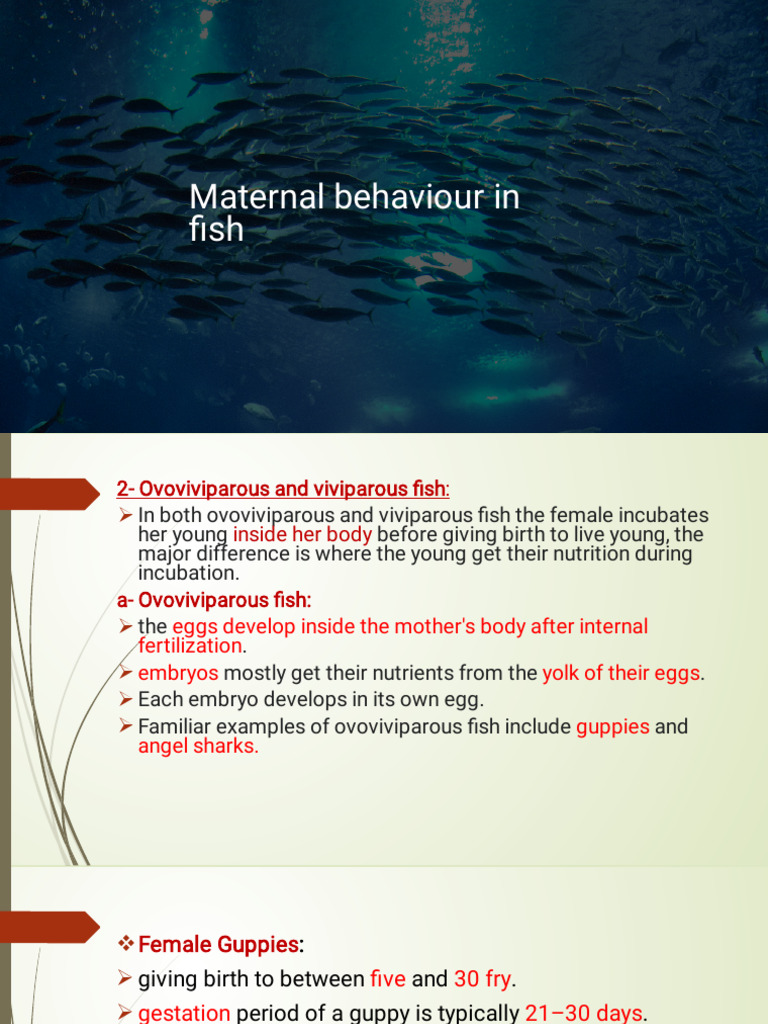 Fish Behavior | PDF | Fish | Dolphin