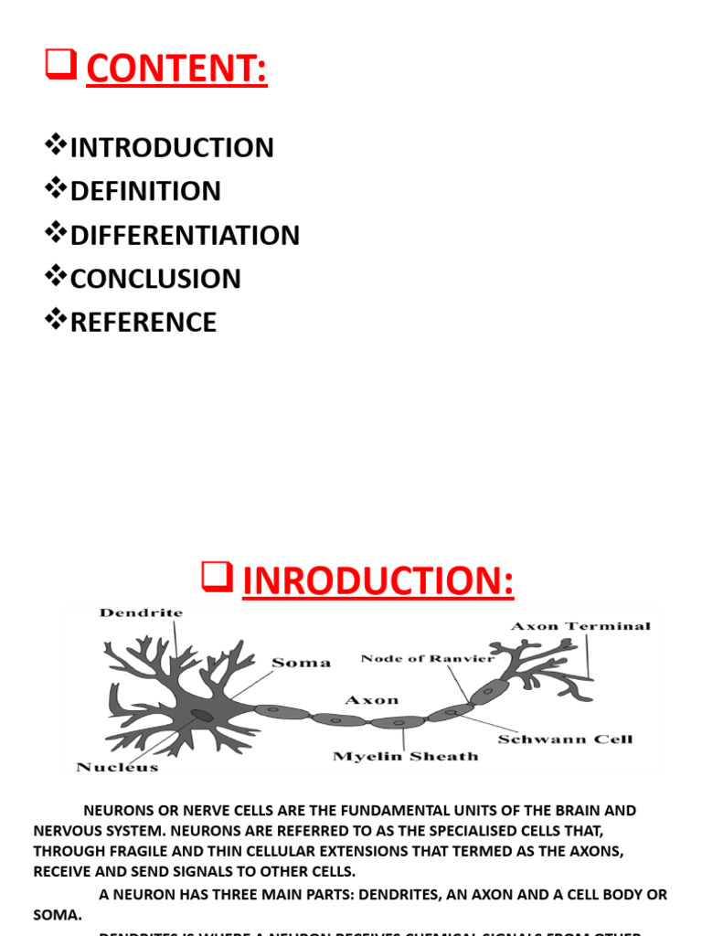 Presentation On Diff | PDF | Axon | Neuron