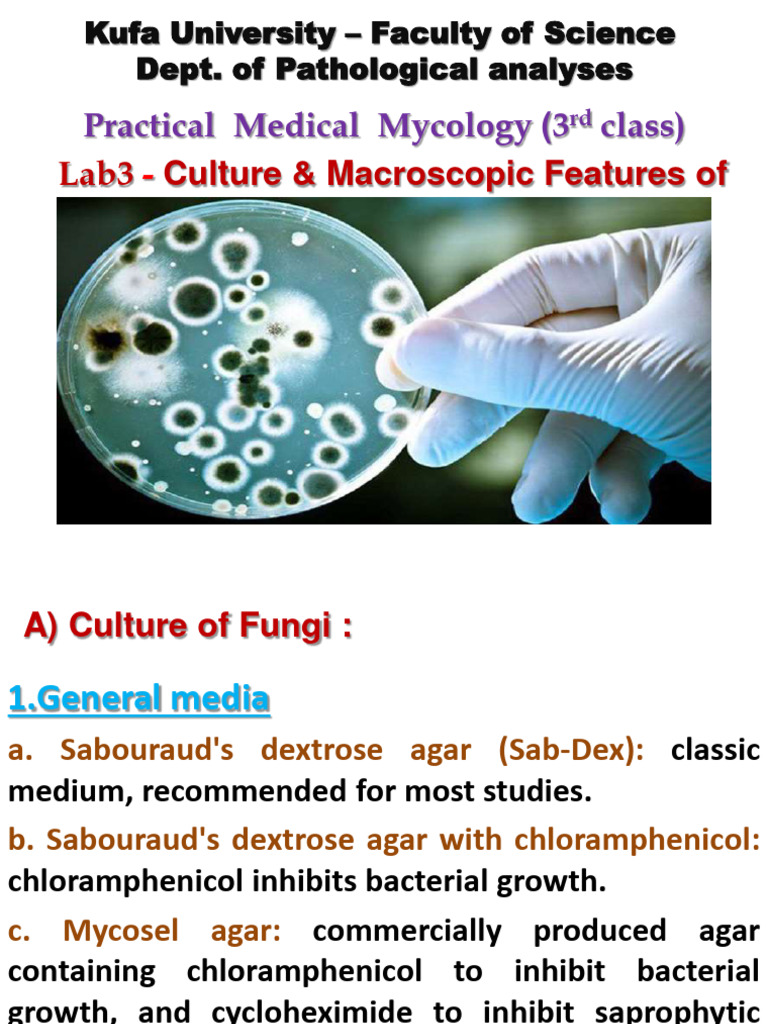 Lab 3 Fungi | PDF | Fungus | Mycology
