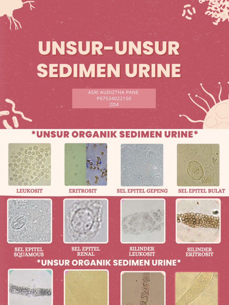Sedimen Urine | PDF