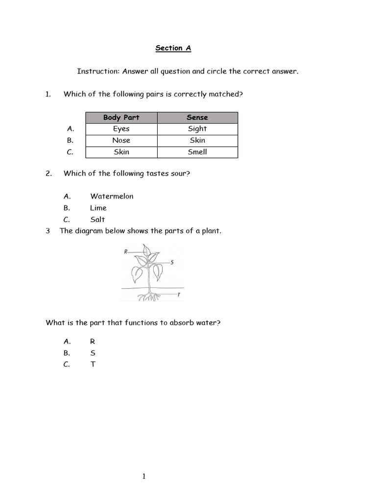 Science Year 1 New | PDF | Taste | Magnet