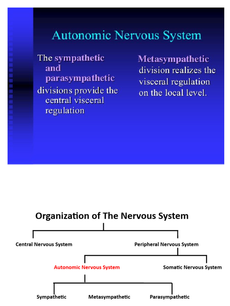 Lecture 9 Introduction To ANS | PDF | Autonomic Nervous System ...