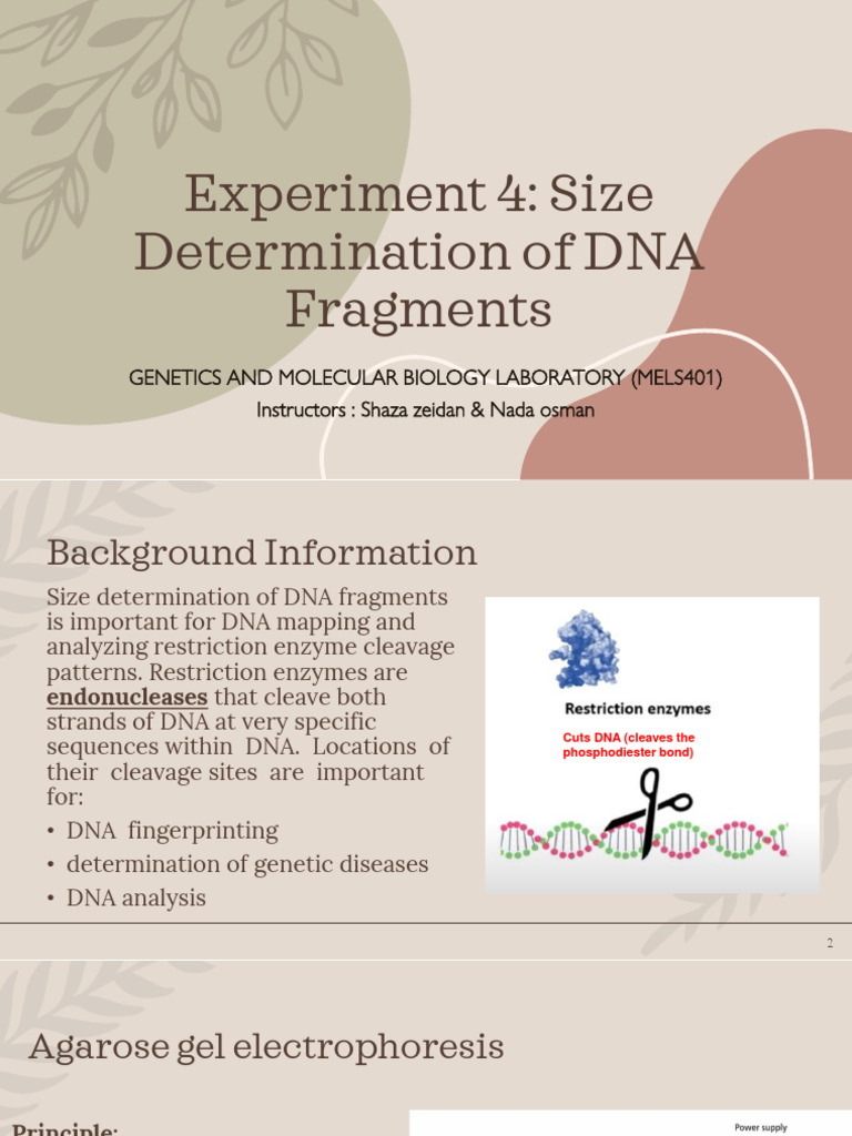 Agarose Gel Electrophoresis | PDF | Gel Electrophoresis | Agarose Gel Electrophoresis