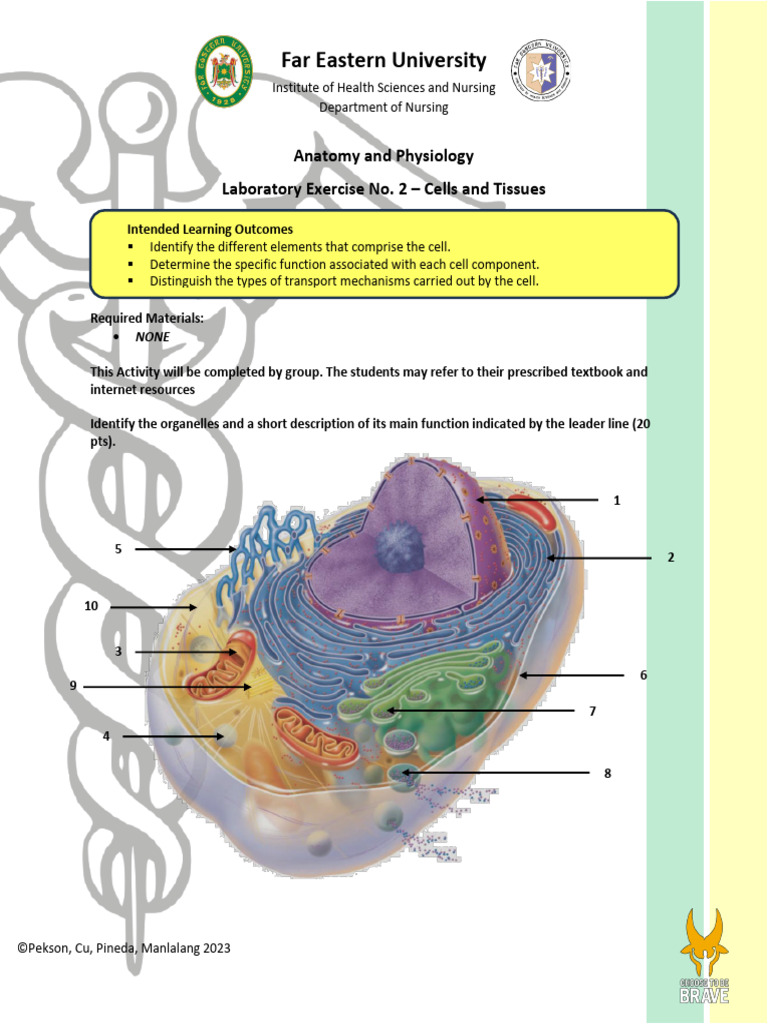 AnaPhy LabExc 2 Cells and Tissues | Download Free PDF | Cell (Biology) | Cellular Processes