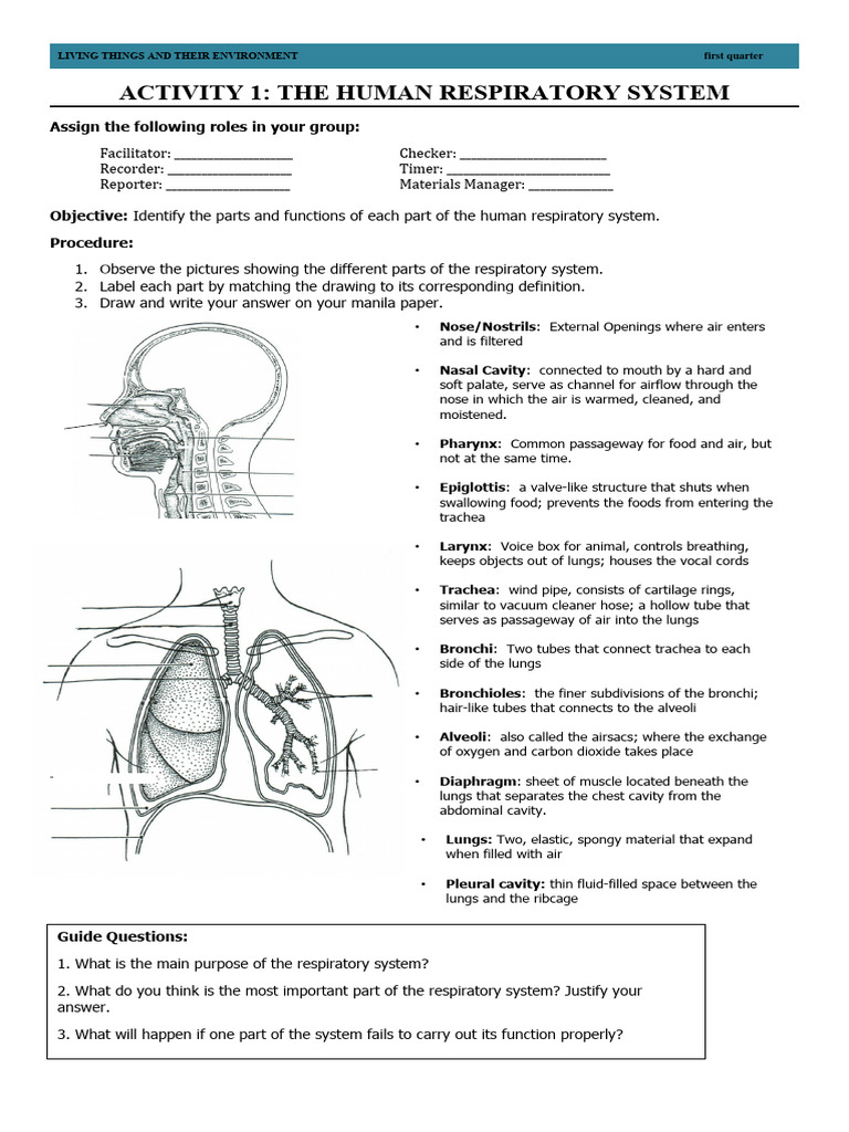 Activity 1 Respiratory System | PDF | Respiratory Tract | Respiratory ...