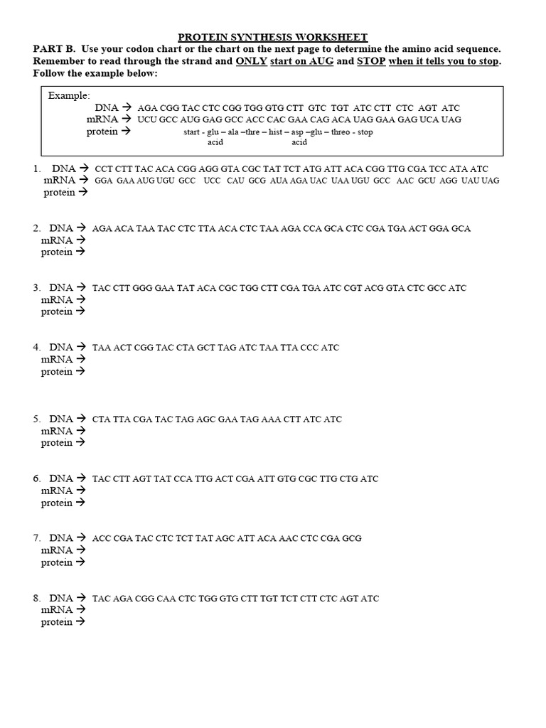 Activity Protein Synthesis | PDF