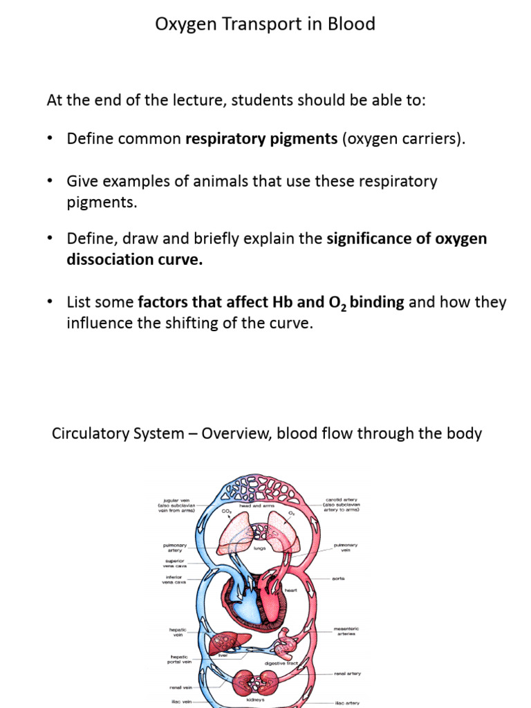 Oxygen Transport... | PDF | Blood | Hemoglobin