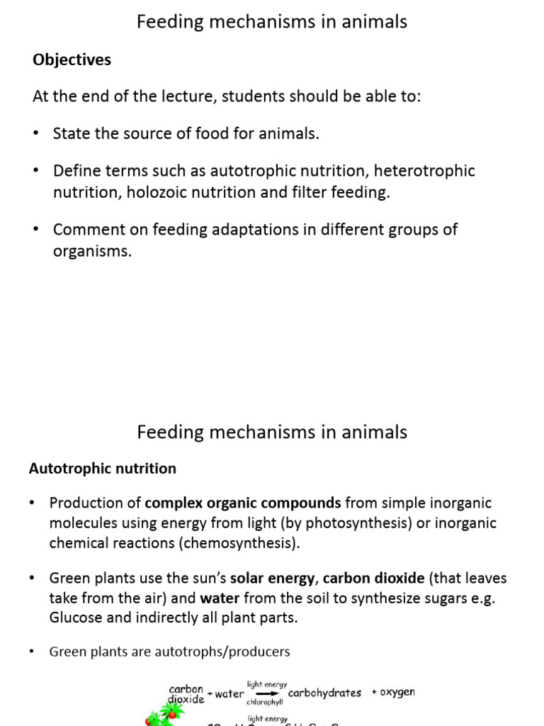 Feeding Mechanism | PDF | Nutrition | Diet & Nutrition