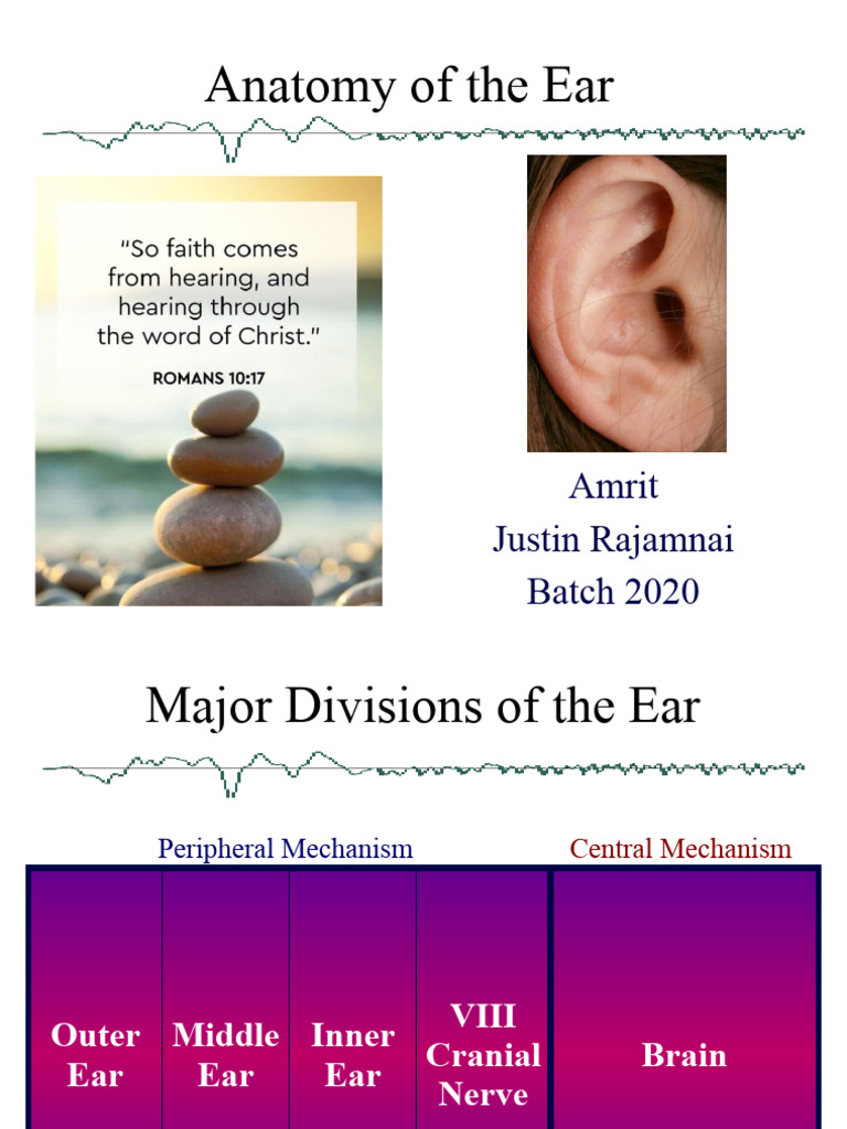 Anatomy of Ear | PDF