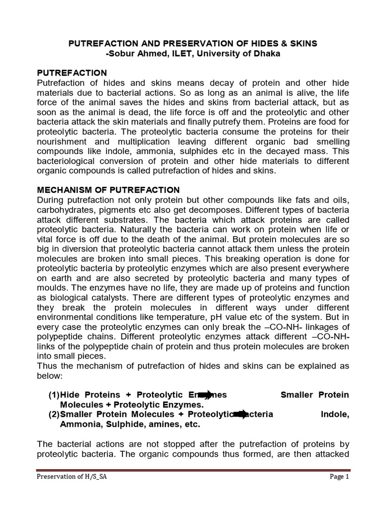 Putrefaction in Hides and Skins | PDF | Proteolysis | Food Preservation