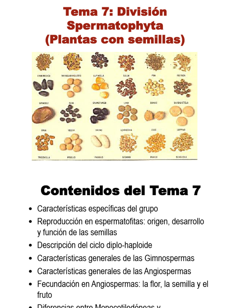 Tema 7 Espermatofitas | PDF | Flores | Fruta