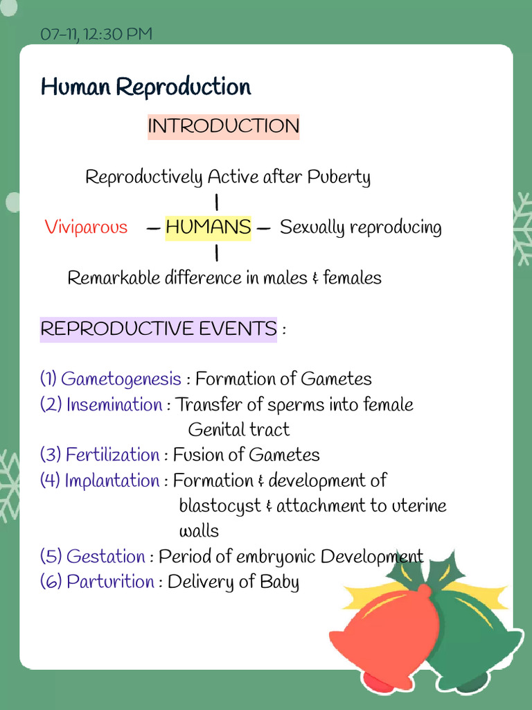 Human Reproduction Notes by Andleaf | PDF | Menstrual Cycle | Testicle